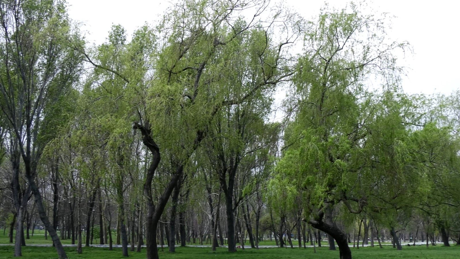 Tragedie în Parcul Tăbăcărie: adolescent de 16 ani găsit spânzurat